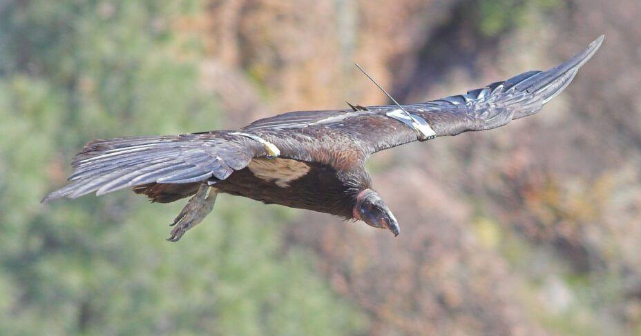 As population rebounds, California condors explore Mount Diablo area ...