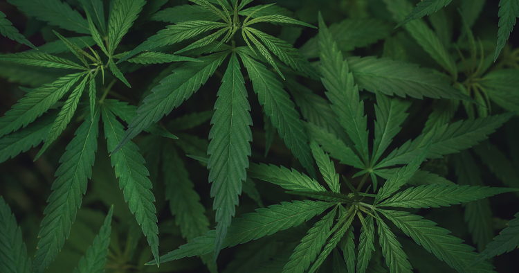 State legal pot sales total $248 million in tax revenue this year ...