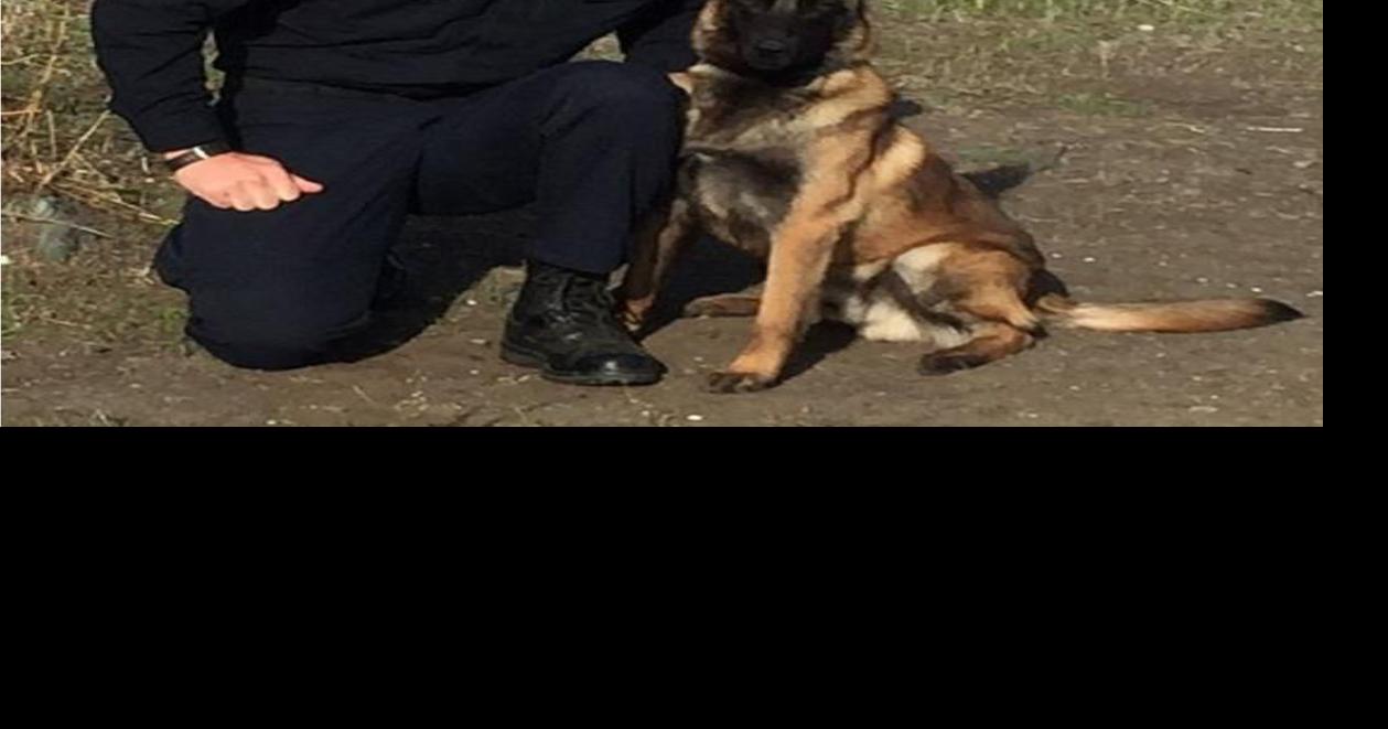 Brentwood Police Department welcomes new K9 | Brentwood | thepress.net