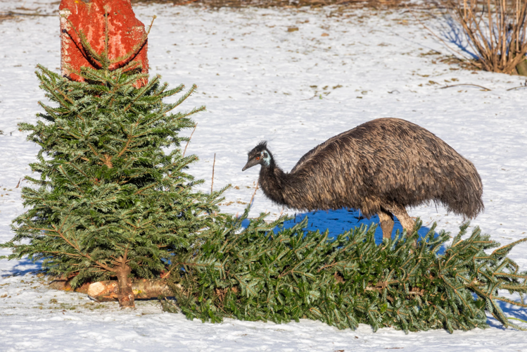 Kangaroos and wallabies enjoy munching on used Christmas trees ...