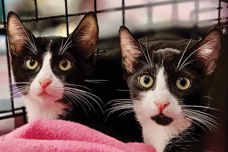 Meet Gerard and Titan! | Adopt A Pet | thepress.net