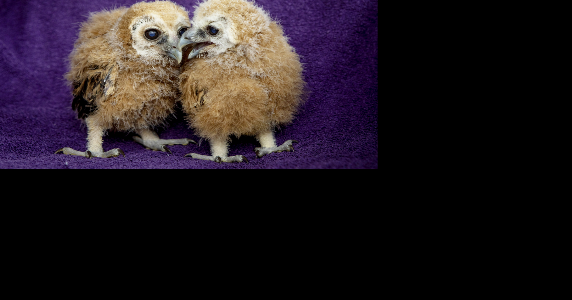 Baby owls hatch for first time at wildlife center | National | thepress.net