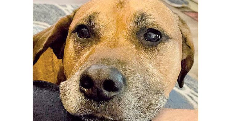 [Photos] June 2021 Pets | Pet of the Week | thepress.net