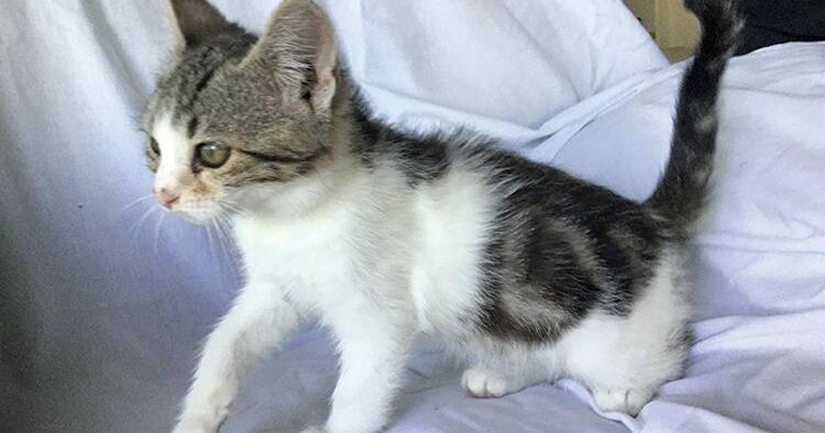 Adopt a pet: Meet Snickers | Adopt A Pet | thepress.net