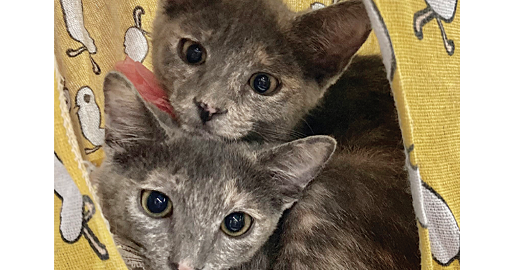 Adopt a pet: Meet Bia and Hicate | Adopt A Pet | thepress.net