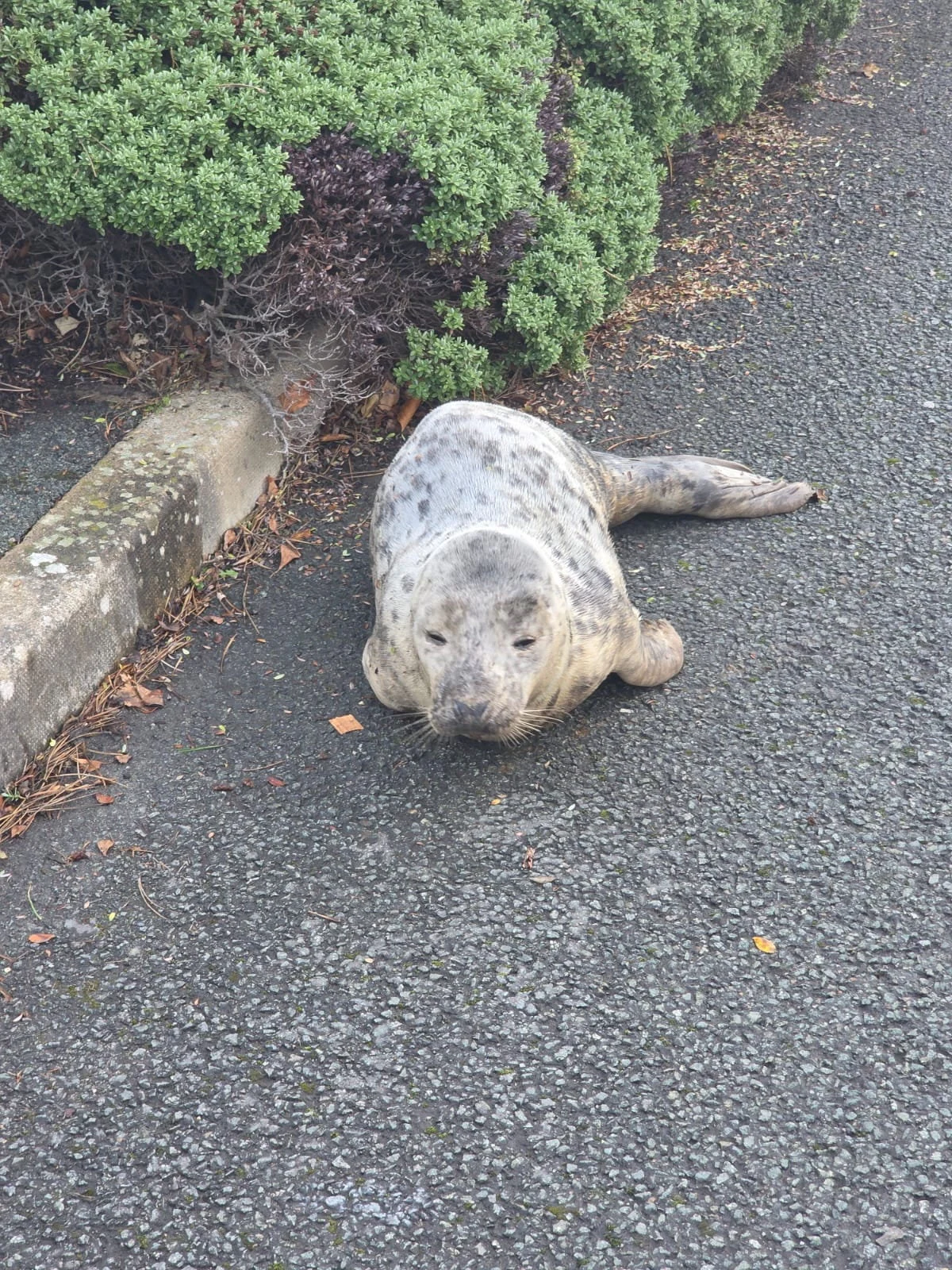 Baby seal found relaxing in hotel parking lot | National | thepress.net