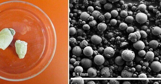 Crystals ‘peed’ by snakes could help treat kidney stones and gout ...