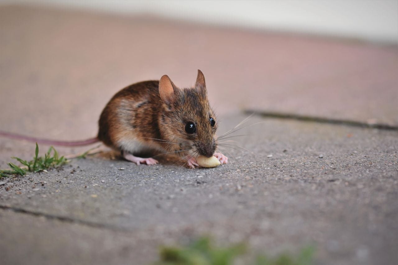 Study finds 70% of mice ‘mutating’ to survive poison | National ...