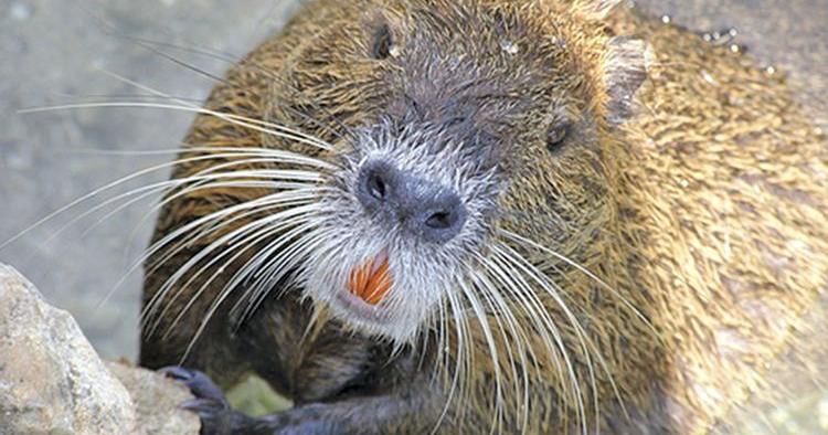 State of California invests millions to help eradicate nutria | News ...