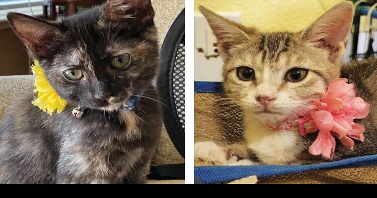 Adopt a pet: Meet Princess and Pebbles | Adopt A Pet | thepress.net