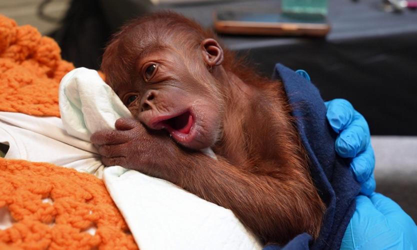 Beautiful baby orangutan born via rare C-section | National | thepress.net