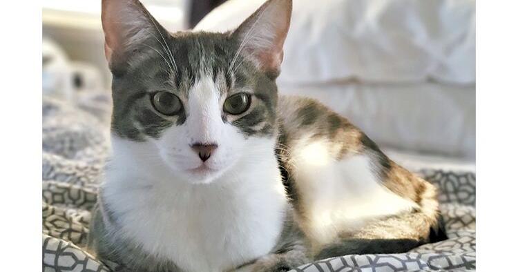 Adopt a pet: Meet Jessie | Adopt A Pet | thepress.net