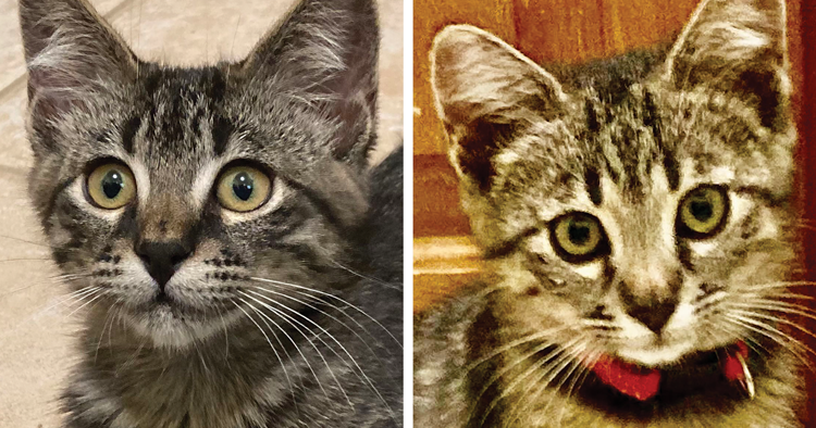 Meet Perry and Petey! | Adopt A Pet | thepress.net