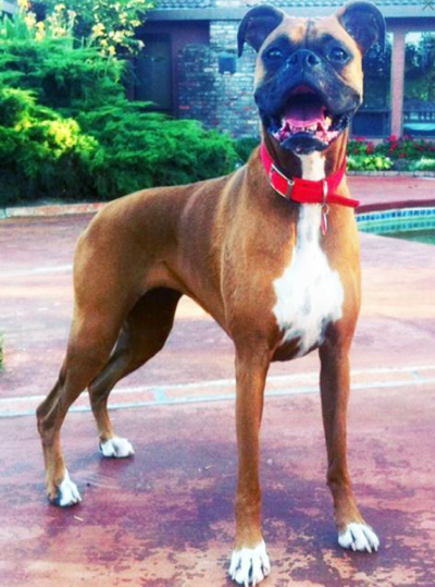 Meet Ginger the Boxer | Adopt A Pet | thepress.net