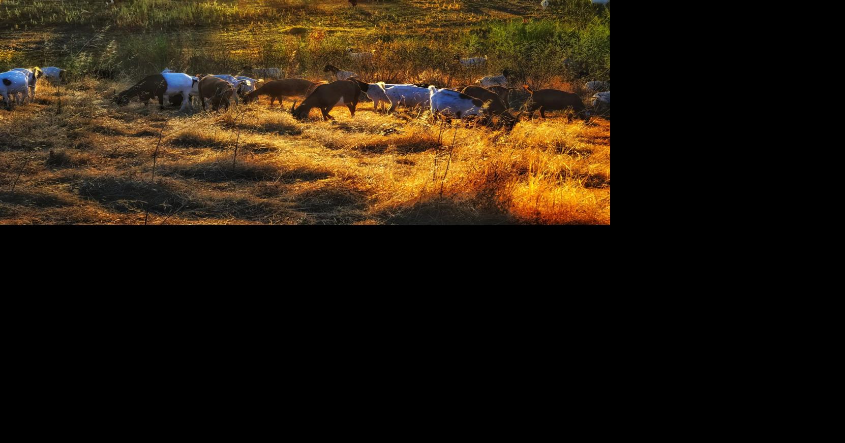 Oakley set to hire goats, sheep to plow the weeds | News | thepress.net