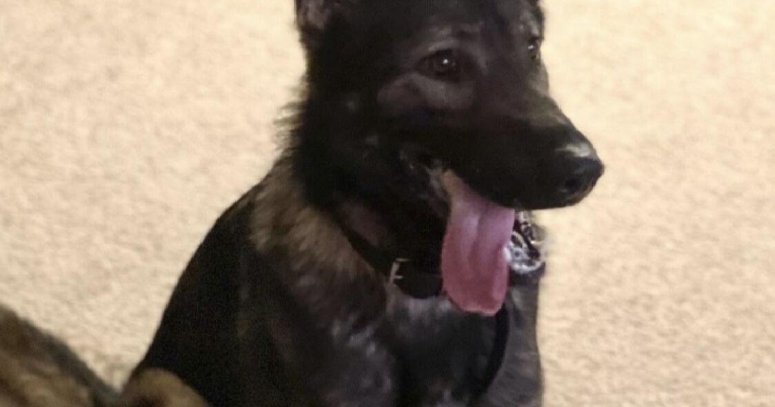 Oakley Police welcome new K9 officer | News | thepress.net