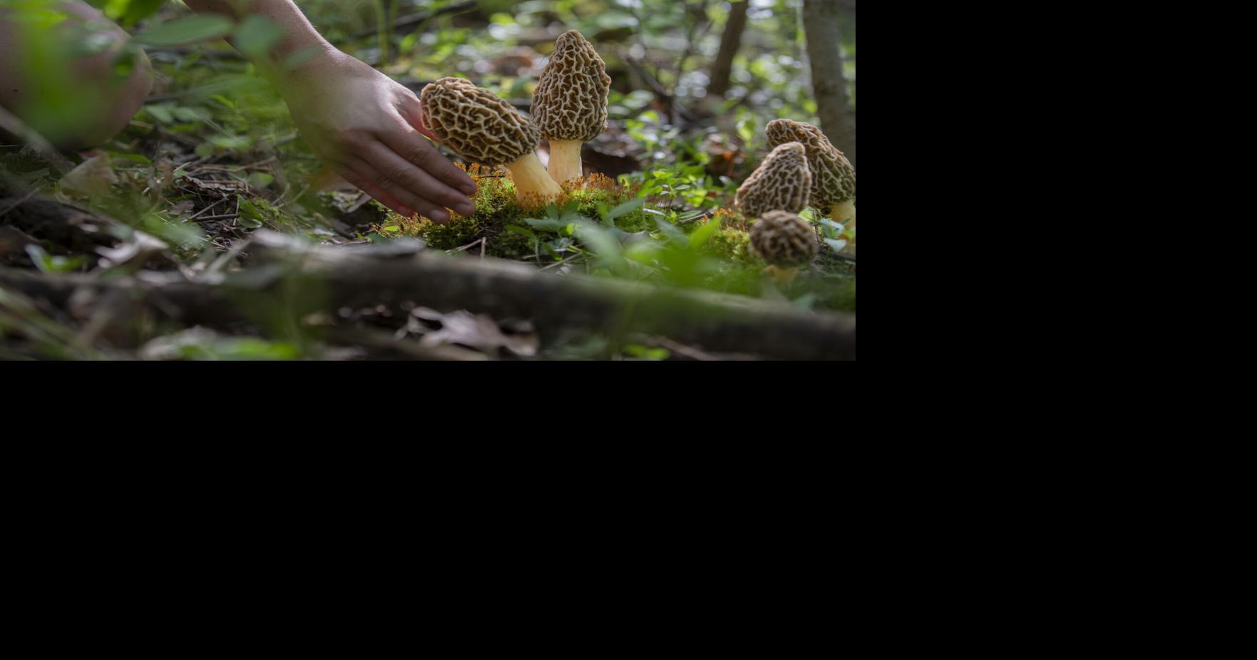 The springtime trinity has almost arrived, but make sure you’re properly partaking in foraging’s ...