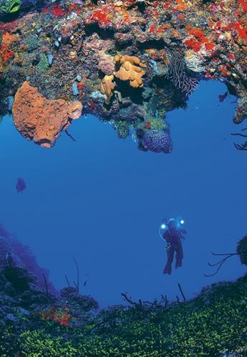 Underwater Imagery by Beth Watson | Featured | thesalemnewsonline.com