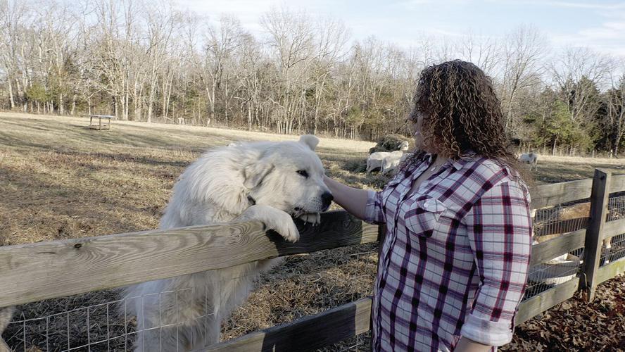 Livestock guardian dogs walk historical land at Spring Creek Farms ...