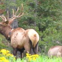 Elk on tour at Peck Ranch | Local News | thesalemnewsonline.com