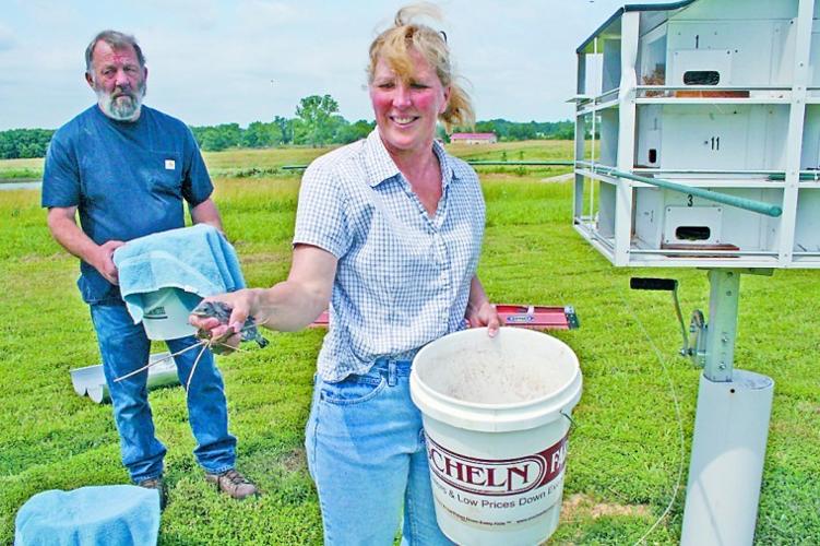 Purple martins invited home to roost | Local News | thesalemnewsonline.com