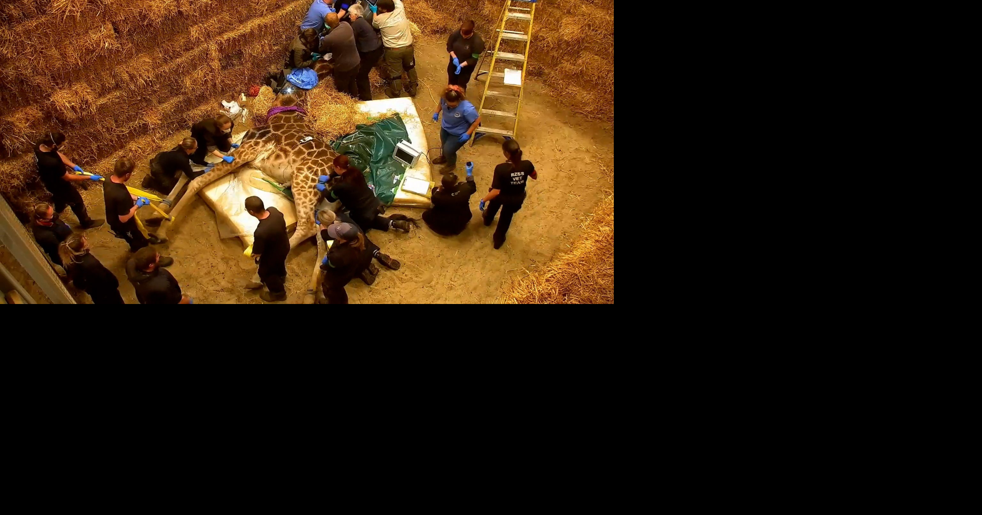 Giraffe undergoes surgery on face after unusual swelling | | thesalemnewsonline.com