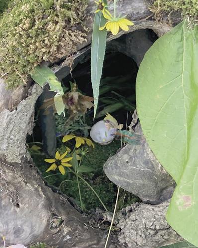 MUDBUGS CLUB: Fairy homes constructed at Bonebrake Center ...