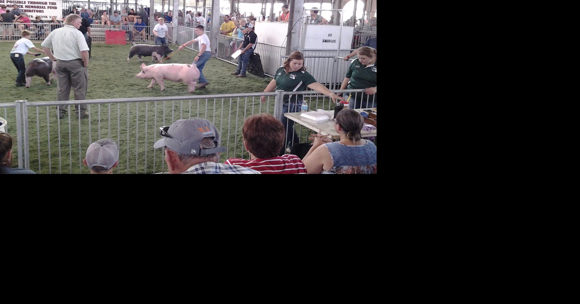 MU vet recommends CVI for safe showing of animals | Local News ...