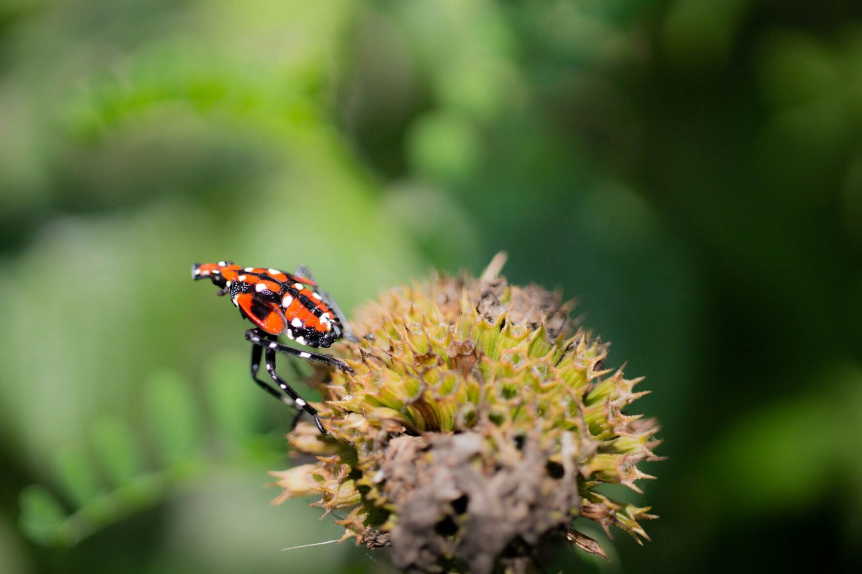 Invasive lanternflies swarm the D.C. area | Communities | thesentinel.com