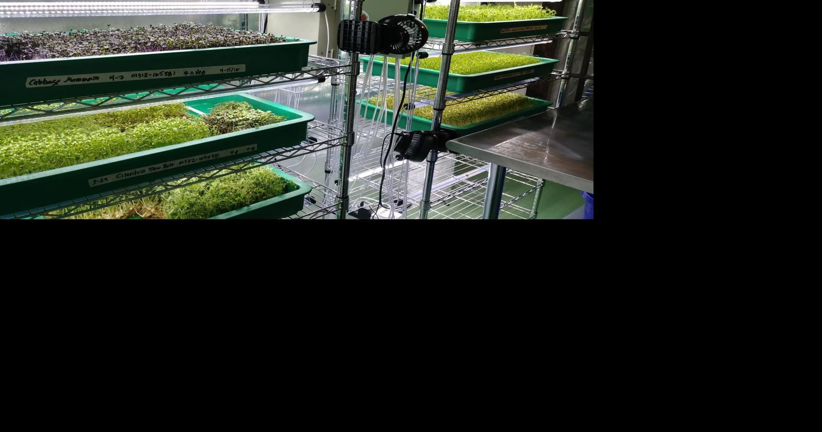 Local farm becomes first CNG-certified micro-greens farm in state ...