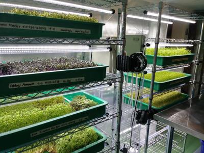 Local farm becomes first CNG-certified micro-greens farm in state ...