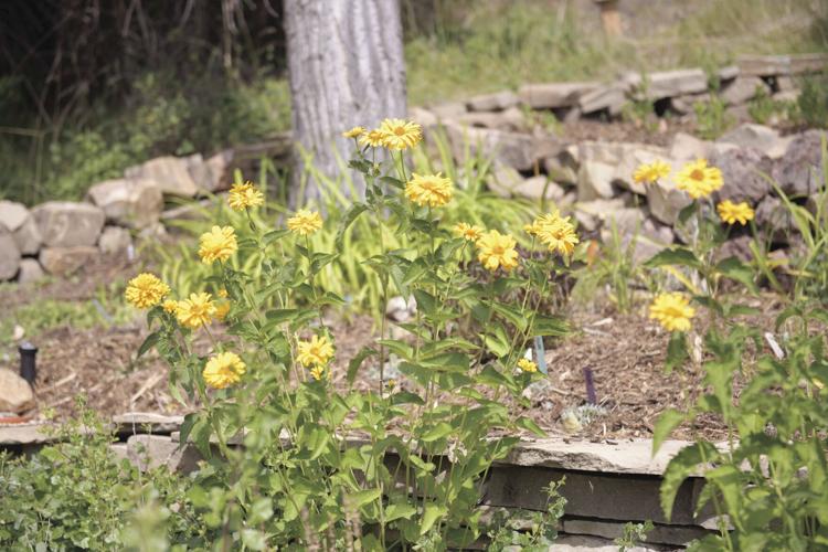 Local organizations spread awareness of nativescapes | Local News ...