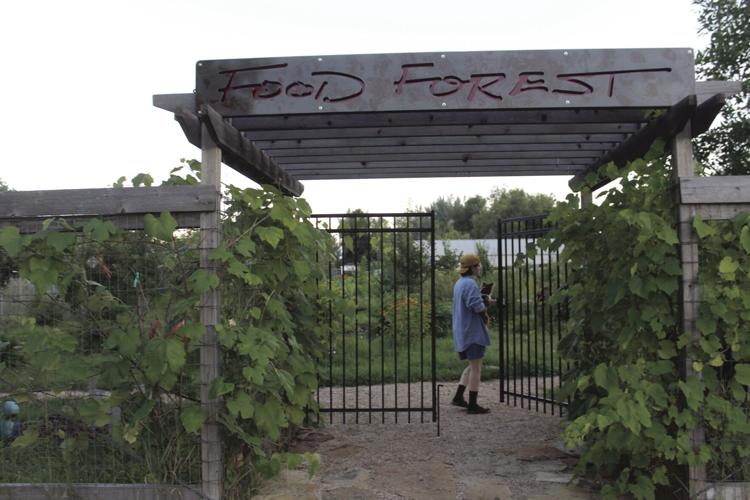 Food Forest to host indigenous plants, share native culture | Local ...