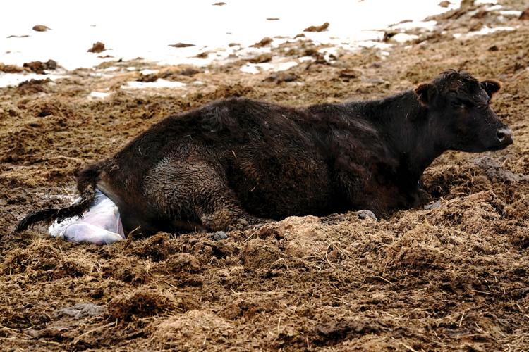 Tough winter takes toll on the start of calving season in Sheridan ...