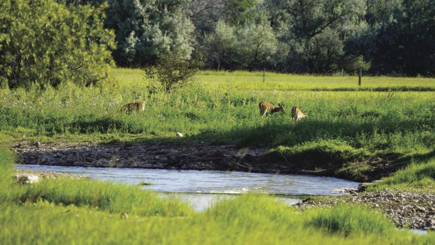 Teal Spring properties 'last of their kind' | Local News ...