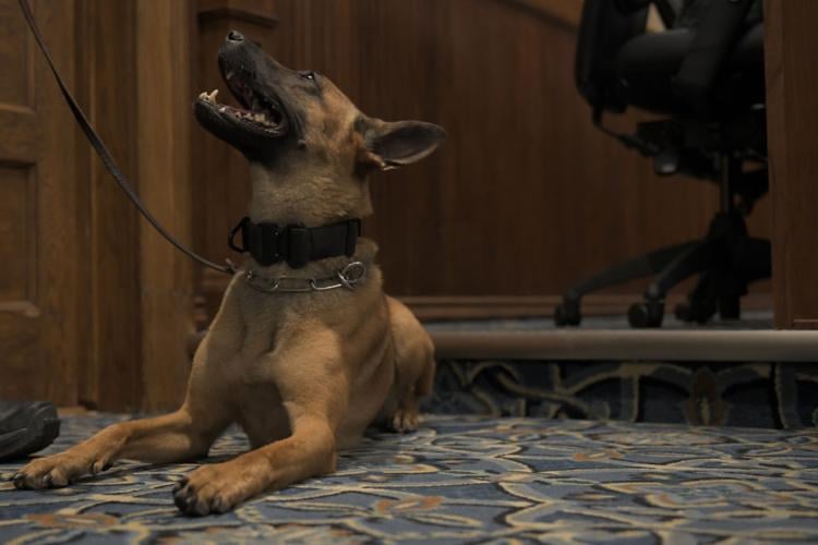 Sheriff’s Office revives K-9 program with multi-disciplined sibling duo ...