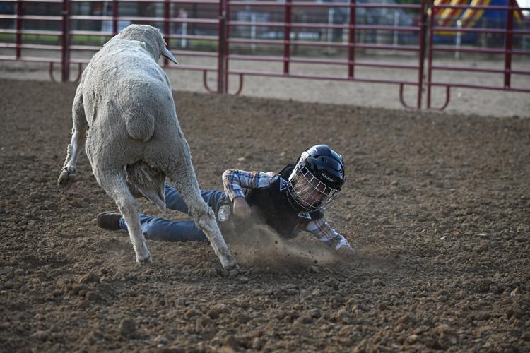 Sheridan County youth compete in second annual mutton bustin’ | Local ...