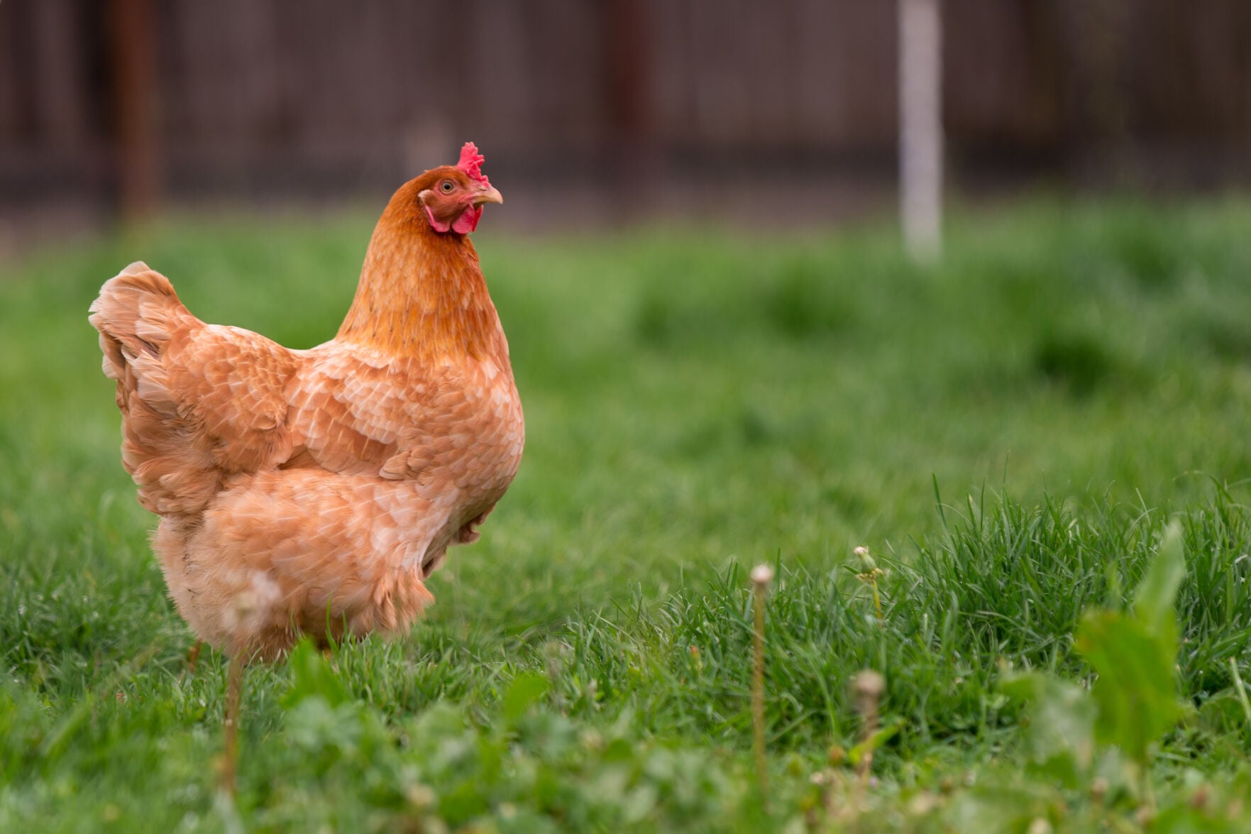 Webinar teaching about meat, poultry processing expansion program phase ...