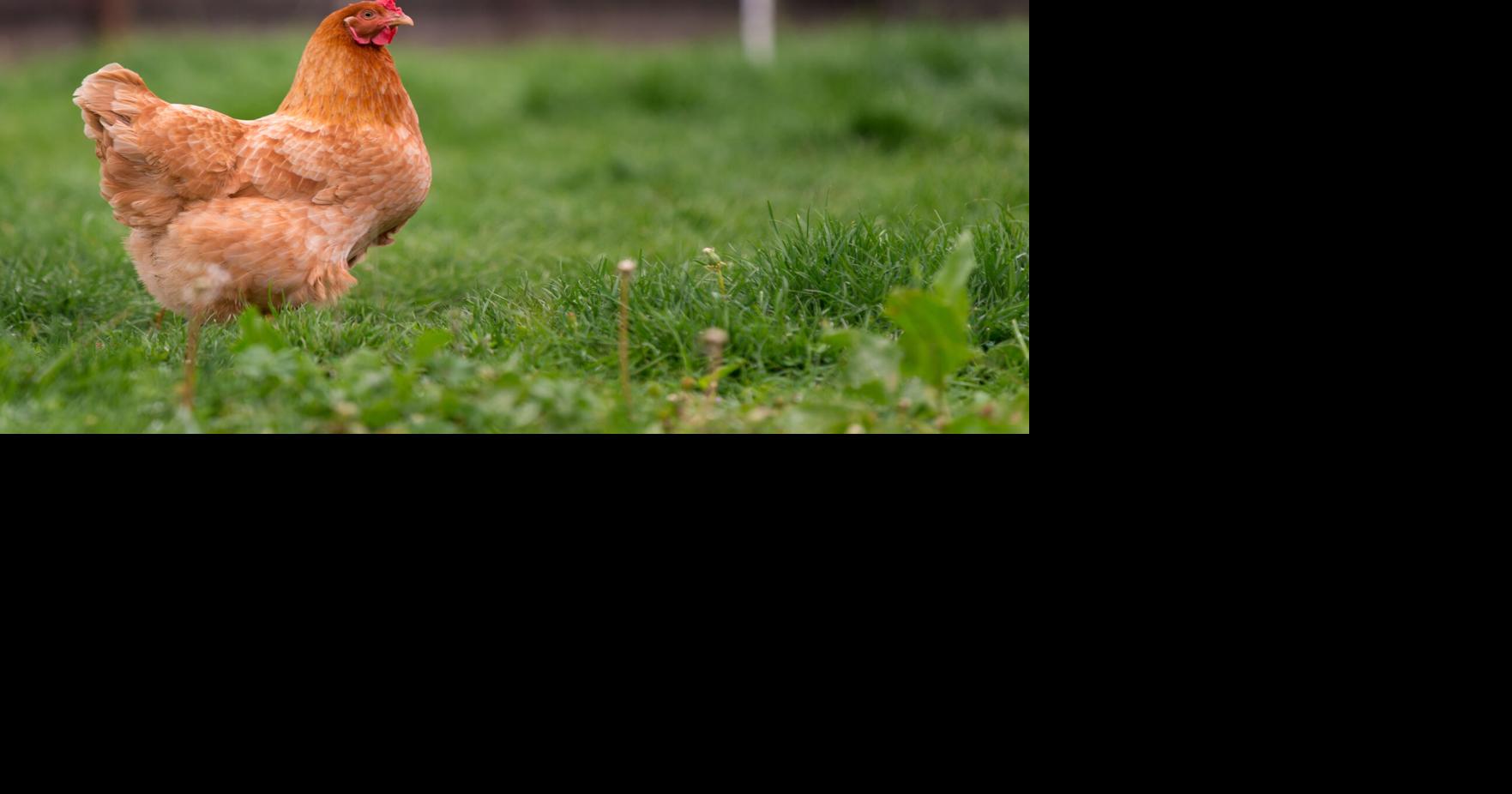 Webinar teaching about meat, poultry processing expansion program phase ...
