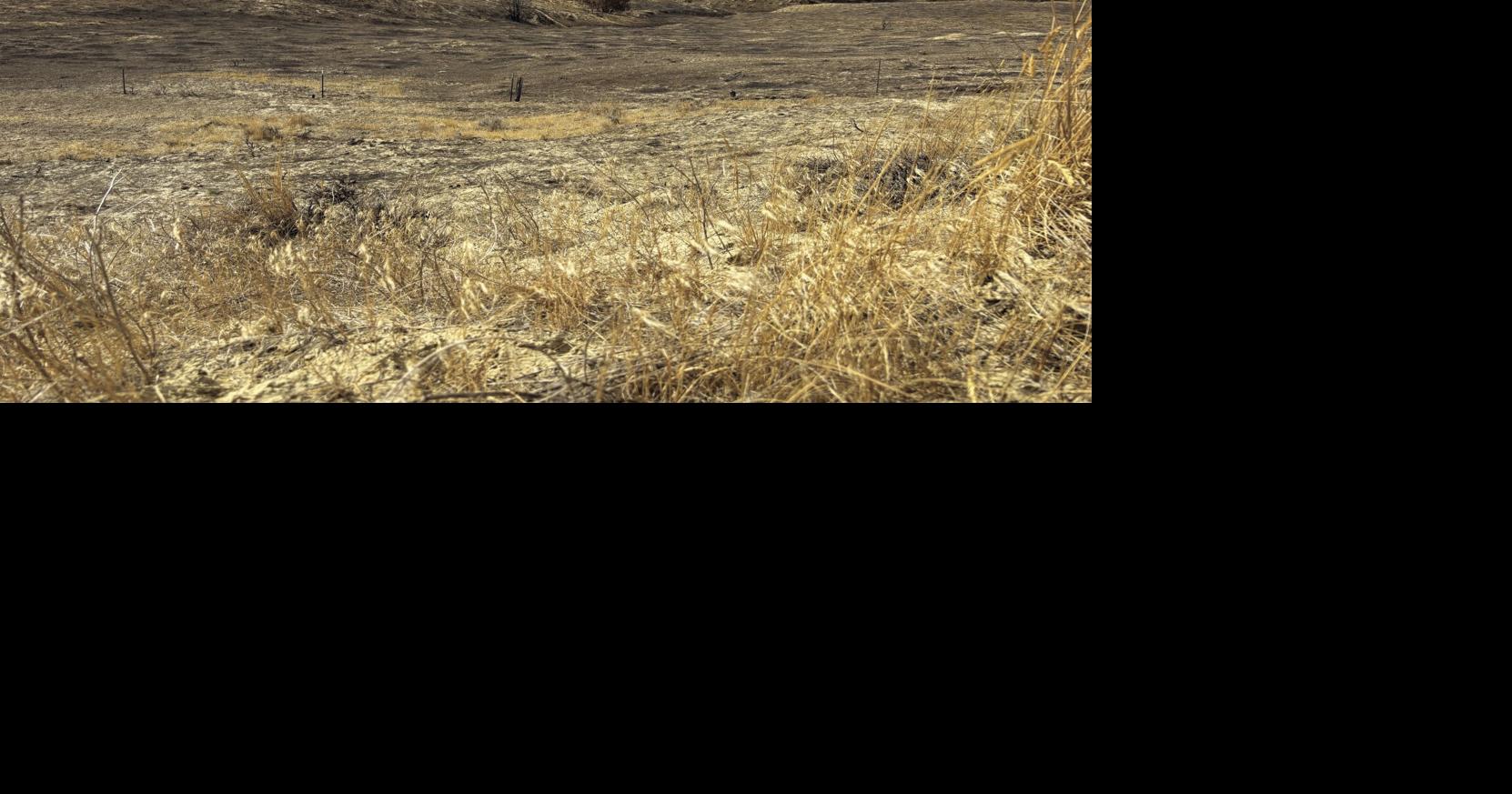 Column: Wildfire and weeds | Columnists | thesheridanpress.com