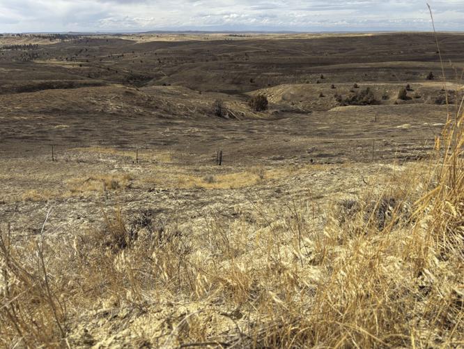 Column: Wildfire and weeds | Columnists | thesheridanpress.com