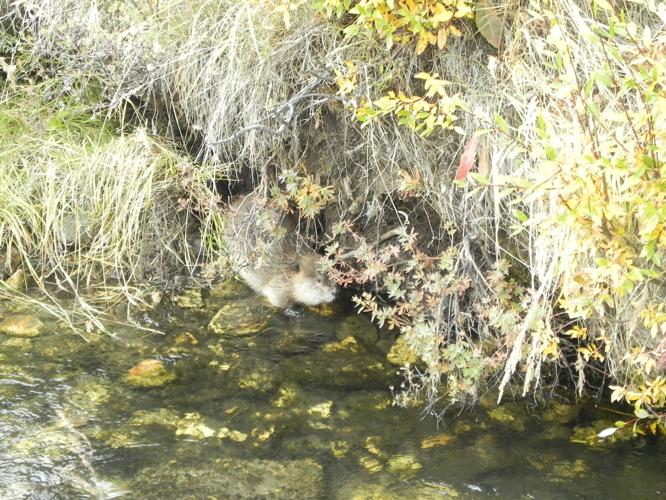 Column: The remarkable beaver | Outdoors | thesheridanpress.com