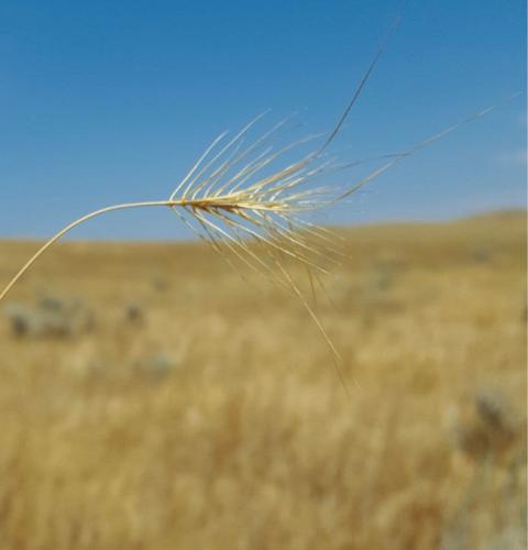 Invasive grasses: Groups continue offering workshops to curb species ...