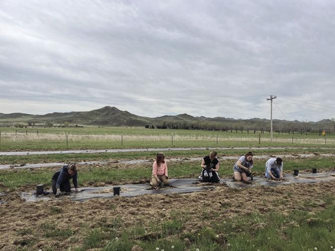 Ucross Foundation installs living snow fence | Local News ...