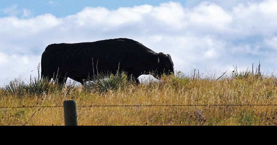 The Hub facilitating history of Padlock Ranch tour | Local News ...