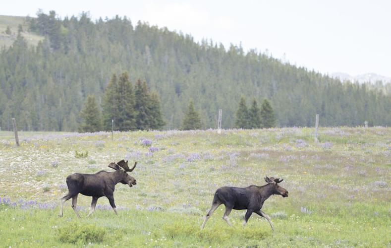 Backcountry magazine: The agony and ecstasy of moose hunting | Local ...