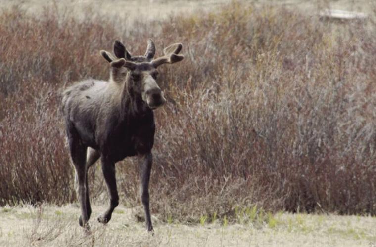Backcountry magazine: The agony and ecstasy of moose hunting | Local ...