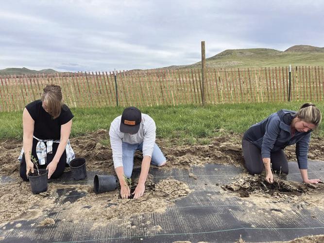 Ucross Foundation installs living snow fence | Local News ...