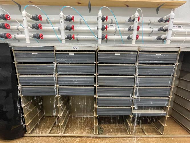 Column: Sheridan's hidden gem: Story Fish Hatchery | Outdoors ...