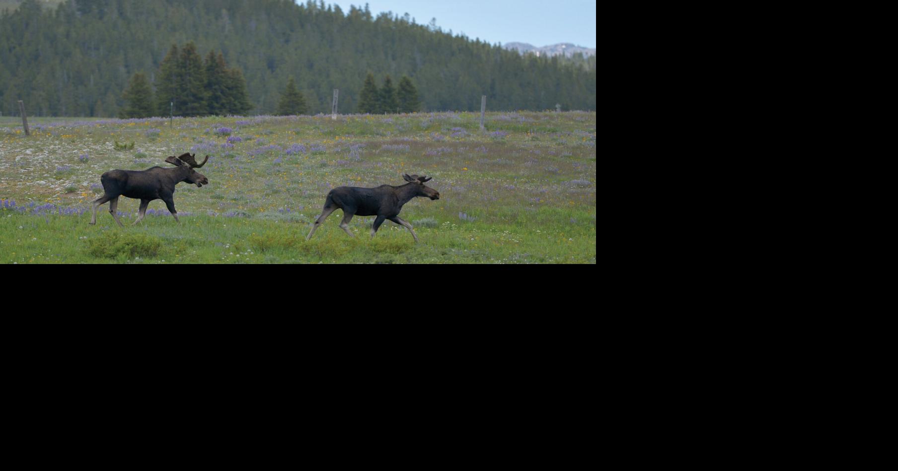 Wyoming Wildlife Calendar Photo Contest closes June 12 | Local News ...